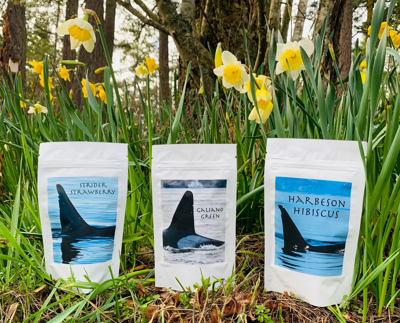 Shop | Orca Behavior Institute